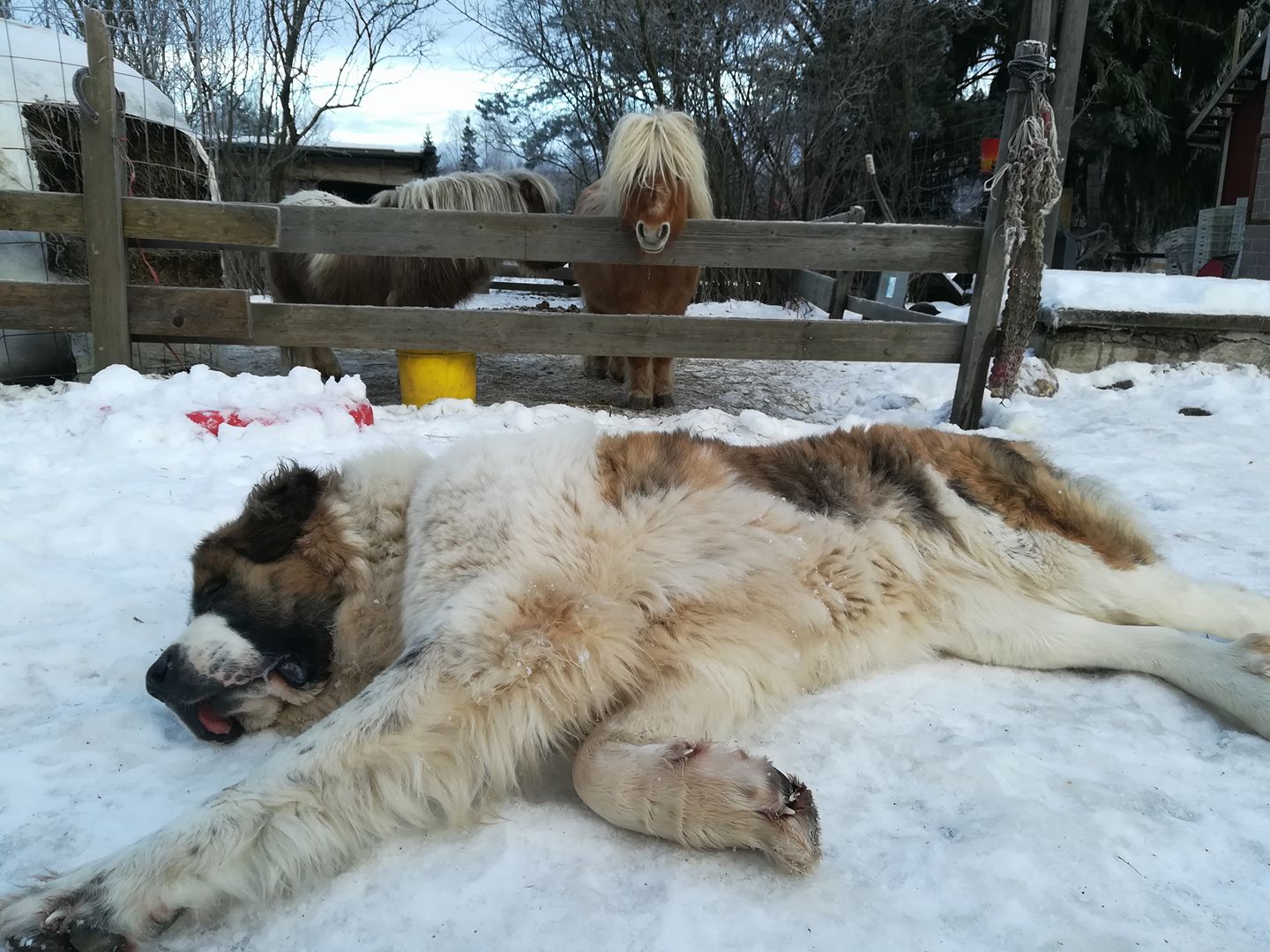 Rotu | Pyreneittenmastiffit ry